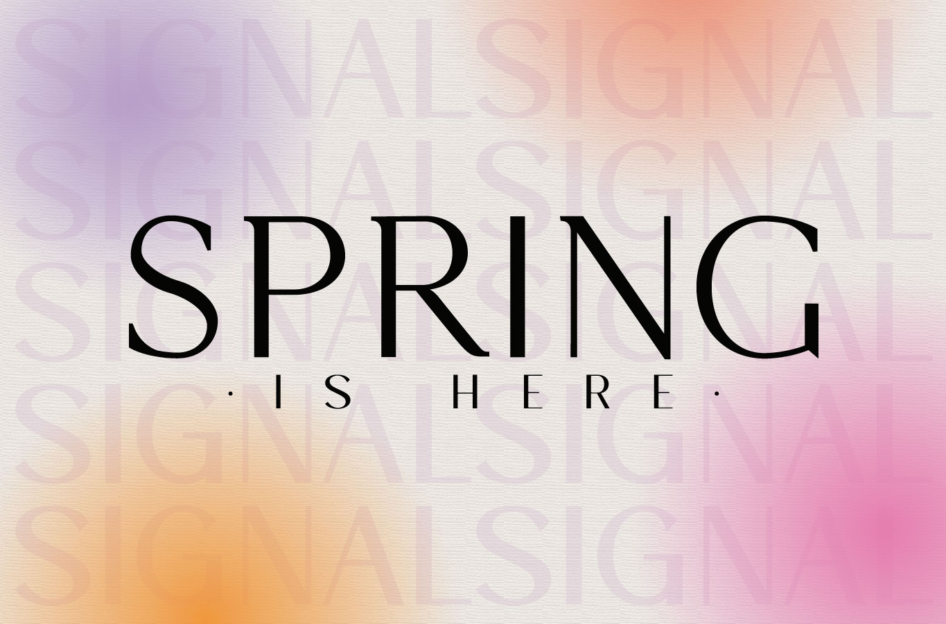 SIGNAL – Mayorista